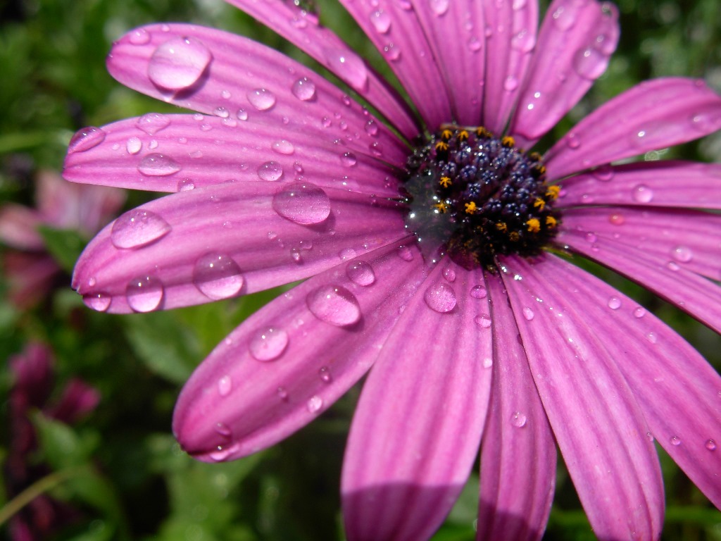 Sun Showers | Blessed in the Midwest