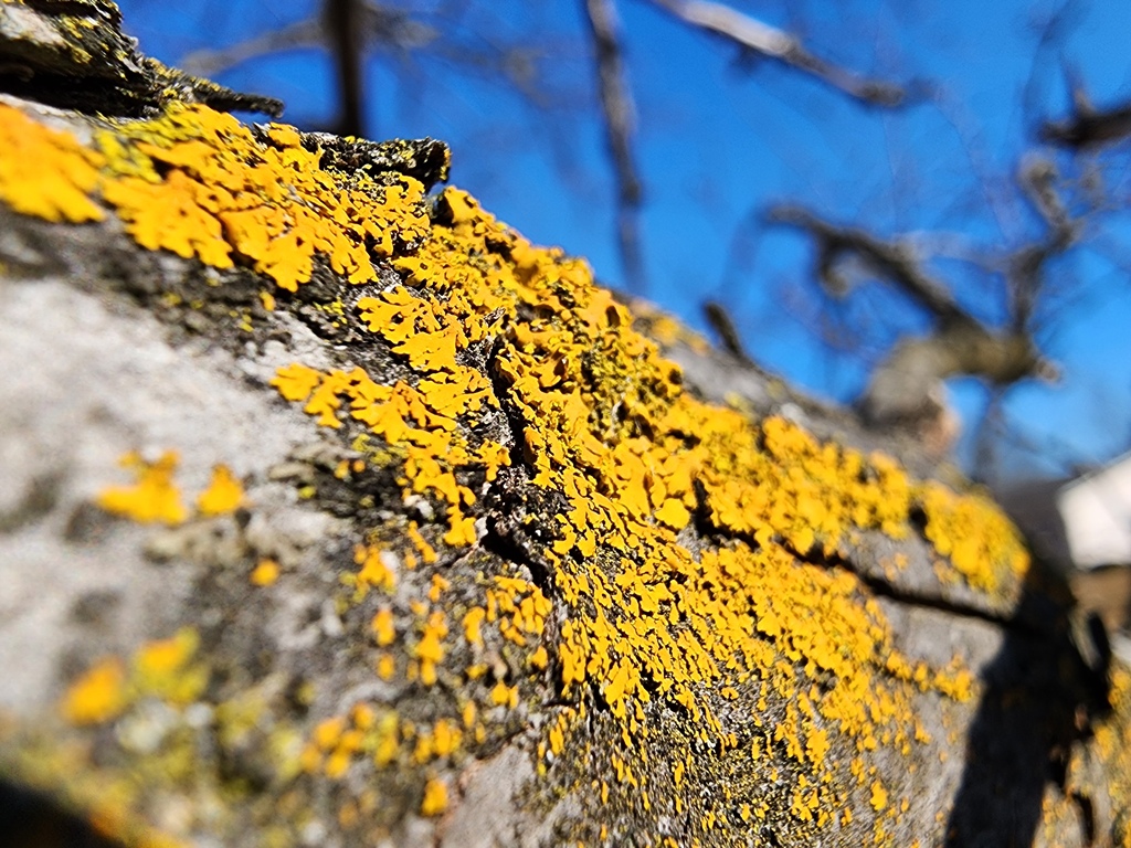Lichen the Warm Weather | Blessed in the Midwest